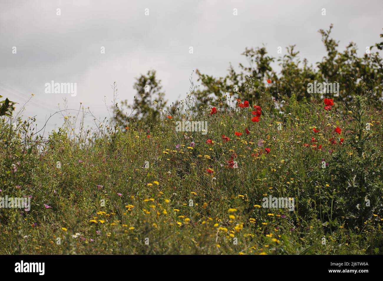 Beautiful wild flowers in the Almanzora Valley, Spain Stock Photo - Alamy