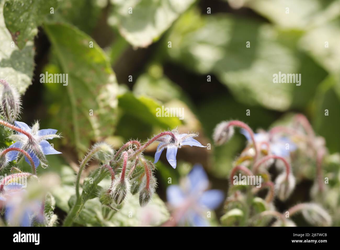 Blue borage flowers growing in the field Stock Photo - Alamy