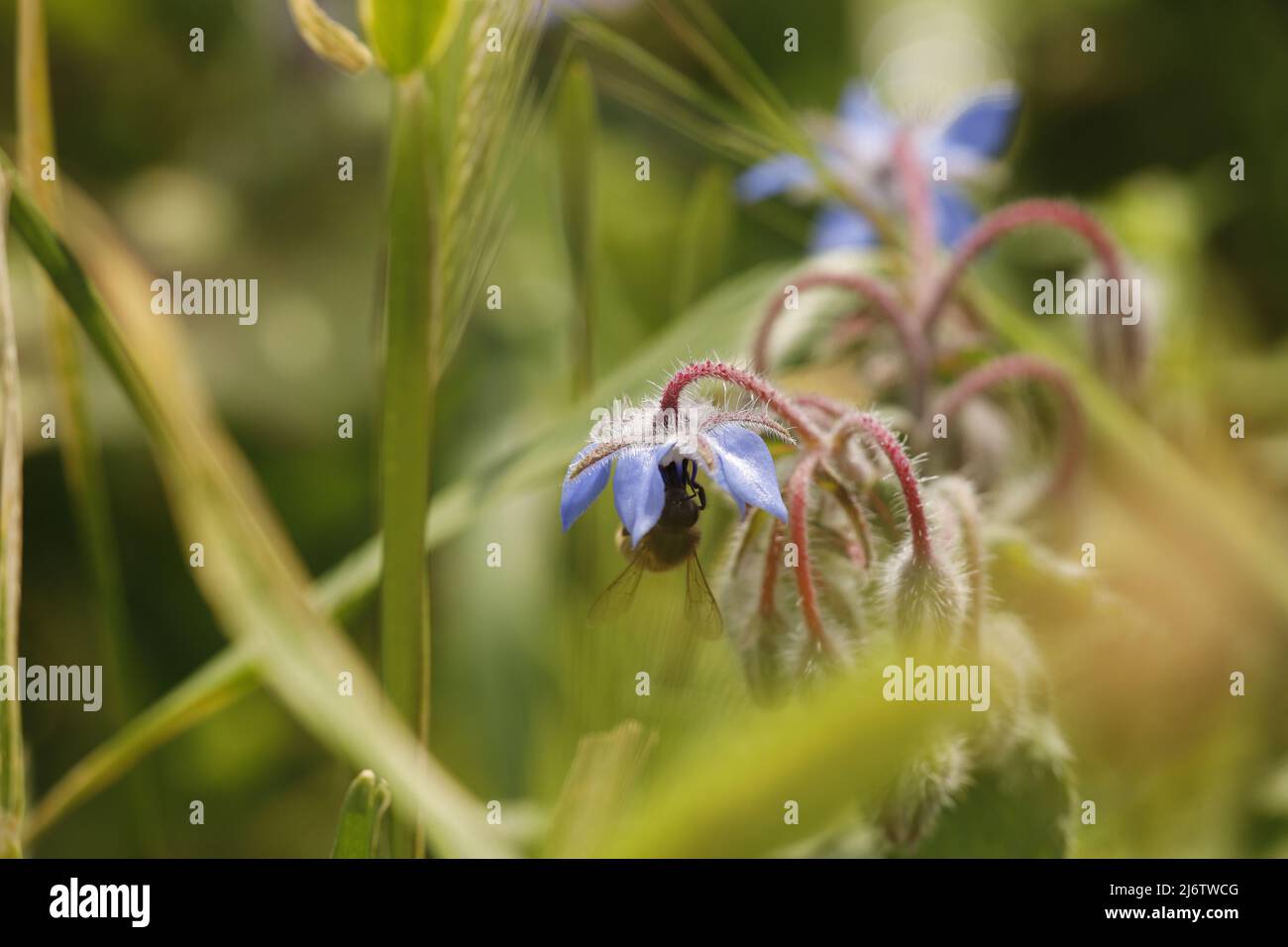 Blue borage flowers growing in the field Stock Photo - Alamy