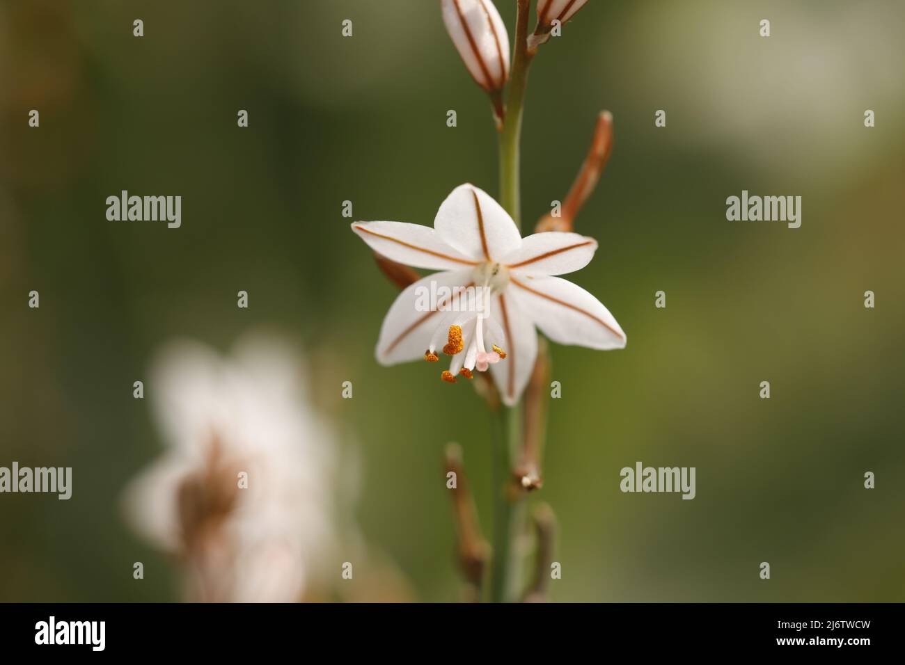 Hollow stemmed asphodel hi-res stock photography and images - Alamy