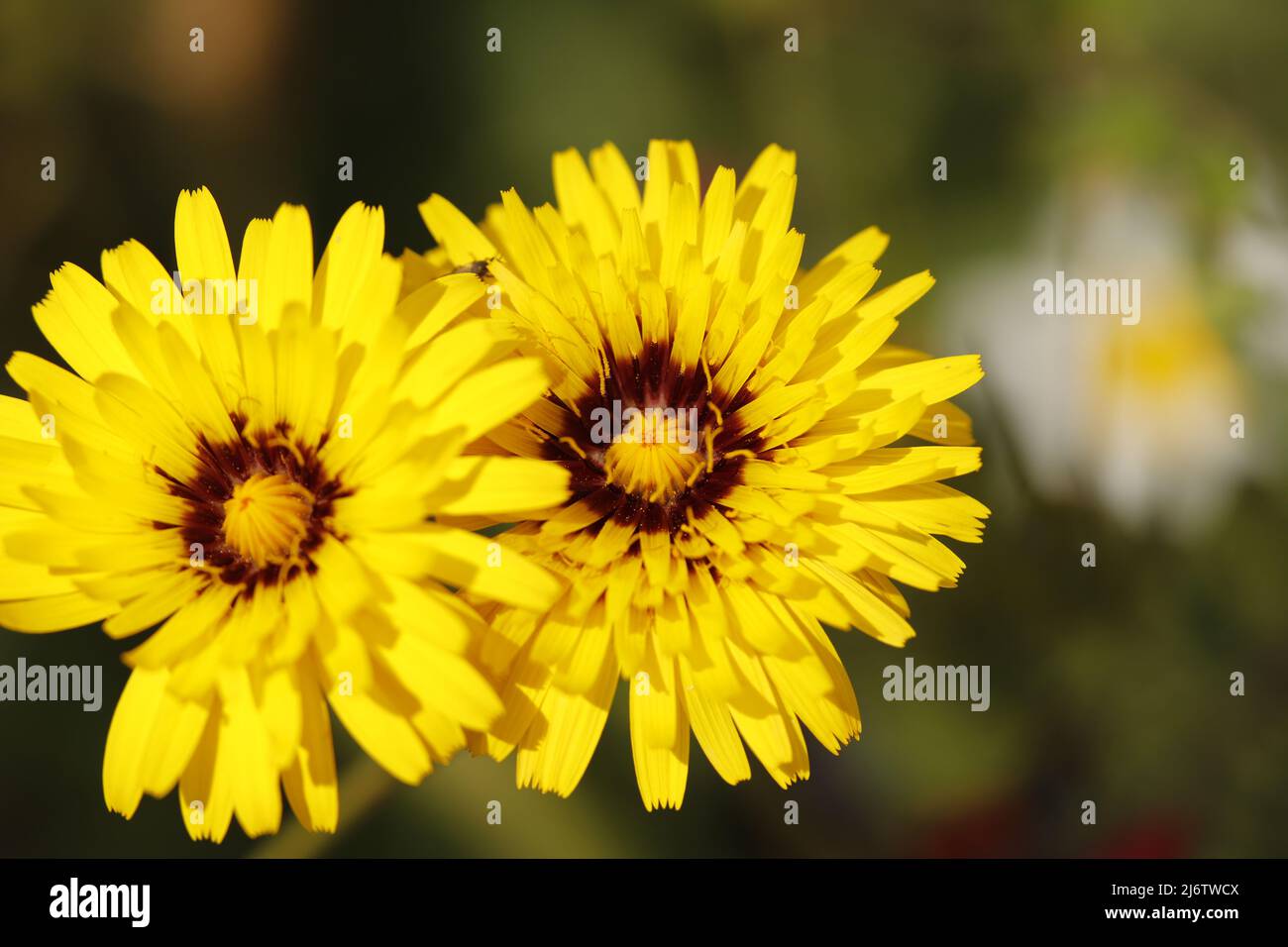Reichardia tingitana a beautiful yellow wildflower, growing in Spain Stock Photo - Alamy