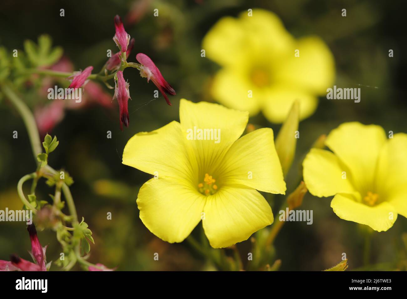 Oxalis stricta wood sorrel hi-res stock photography and images - Alamy