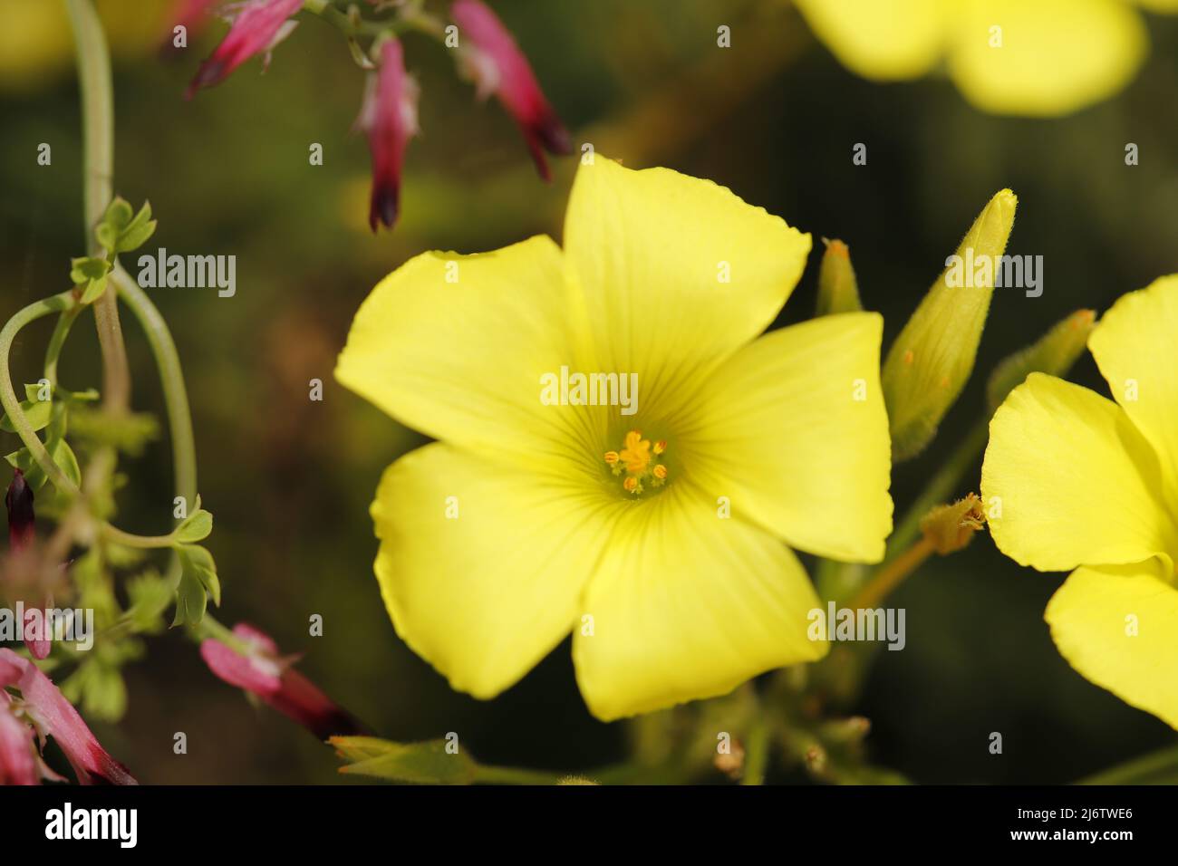 Oxalis stricta wood sorrel hi-res stock photography and images - Alamy