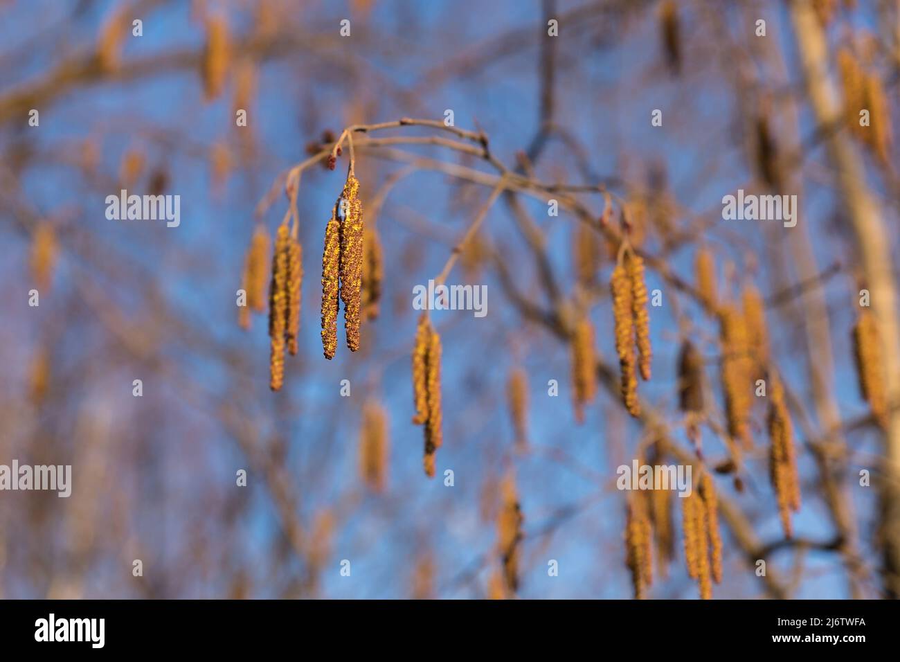 common alder. male inflorescence at blue sky background. Alder branch ...