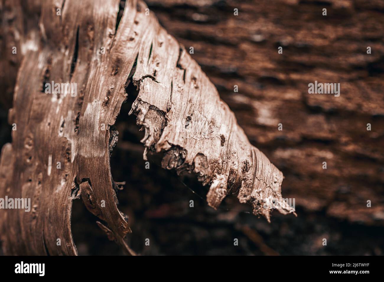 Skin of tree peeling off. View of tree bark texture and background. Use ...
