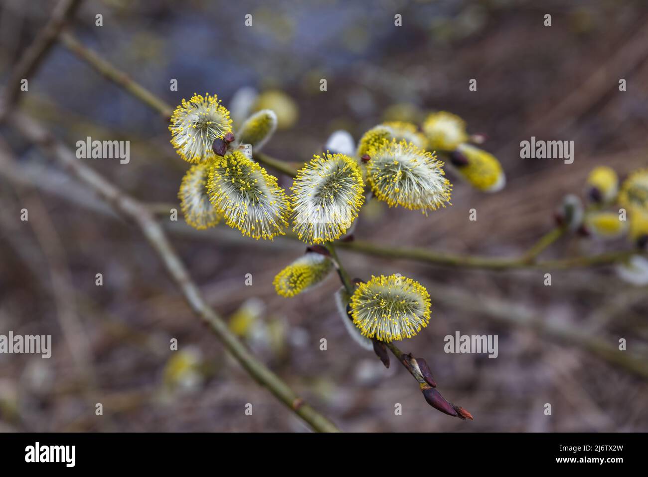 Blooming willow flowers. Willow tree branches in early spring. Willow ...