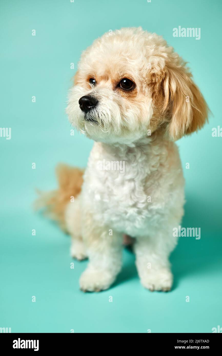A portrait of beige Maltipoo puppy on a turquoise background. Adorable ...