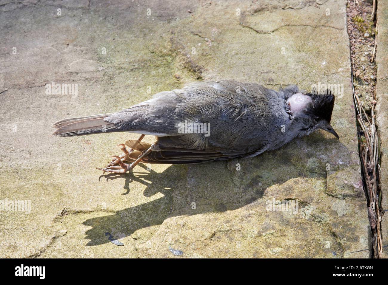 Dead Black Cap bird outside a conservatory having flown into a large ...