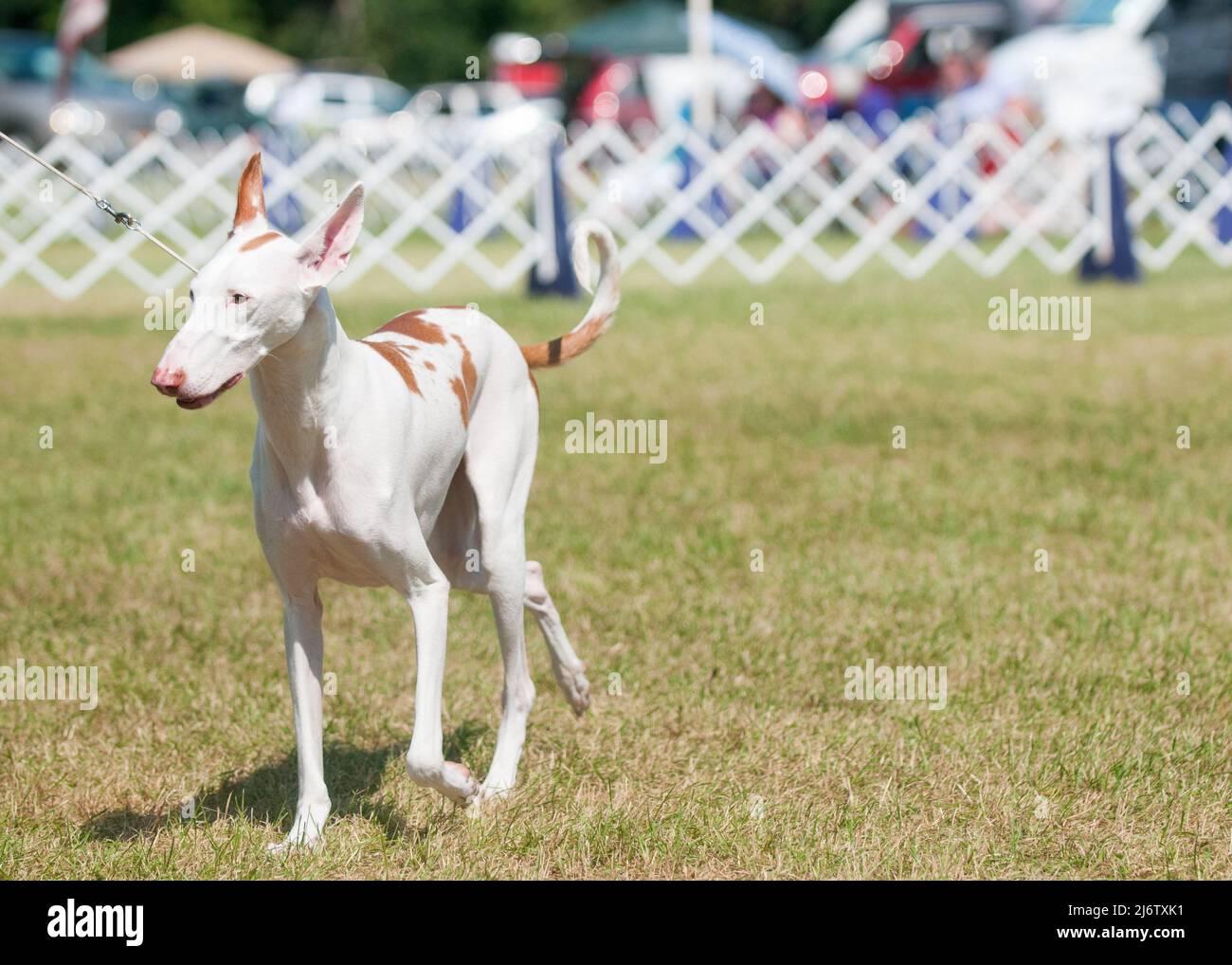 Ibizan hounds hi-res stock photography and images - Alamy