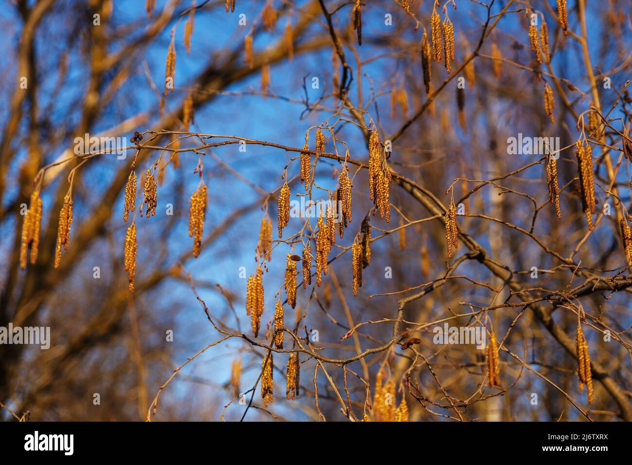 common alder. Alder branch in early spring Stock Photo - Alamy