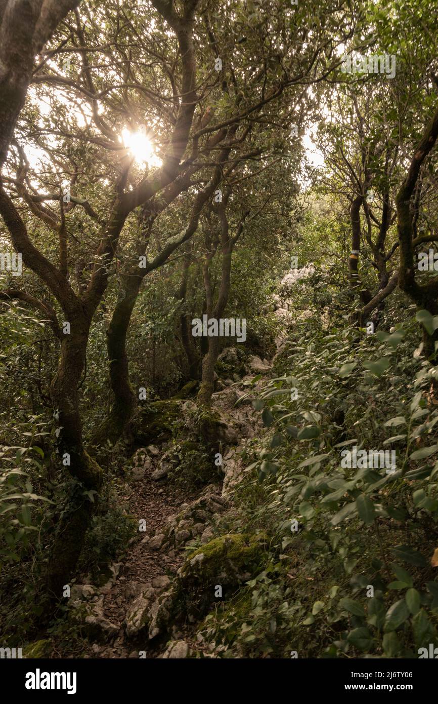 path in a leafy forest in the mountains of the Basque Country Stock ...