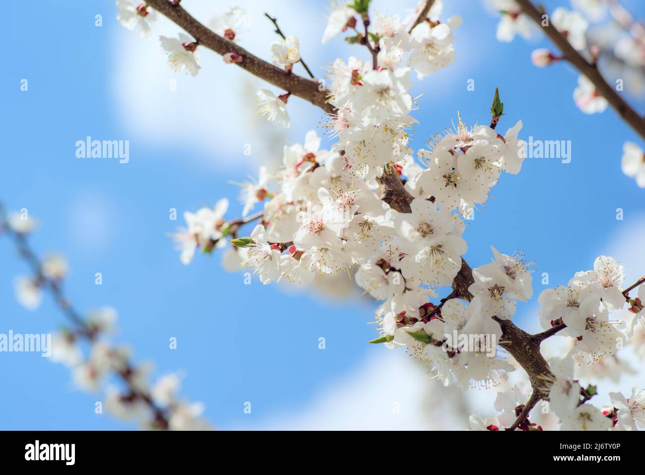 Natural background, spring, flowering trees. apricot. spring flowers ...