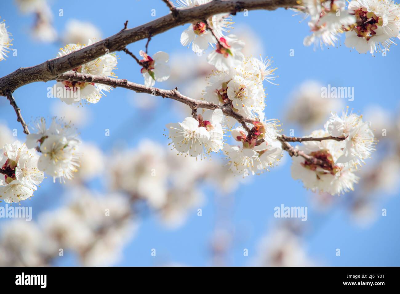 Natural background, spring, flowering trees. apricot. spring flowers ...