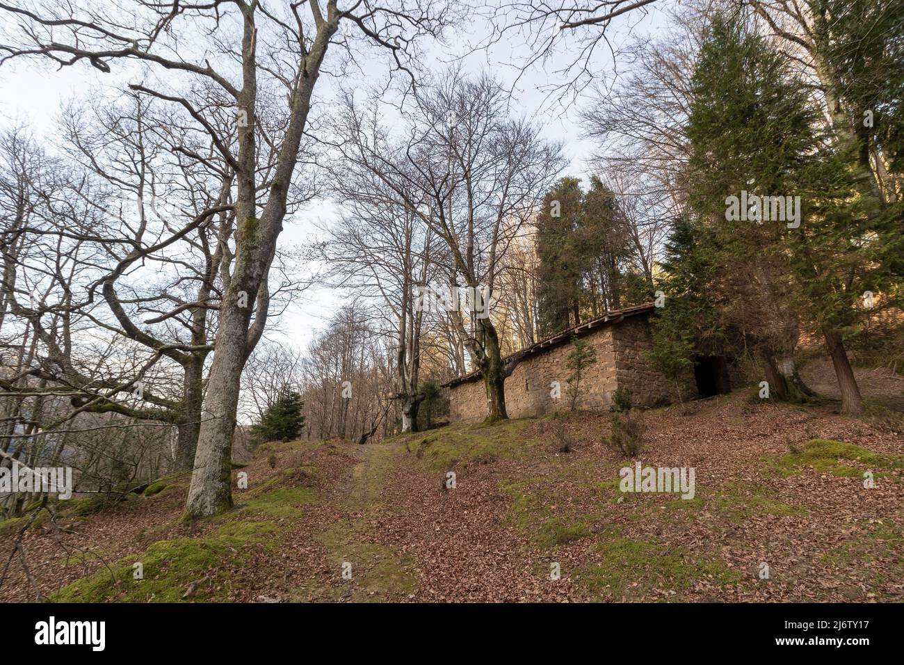 stone cabin in a beech forest in the mountains of the basque country ...