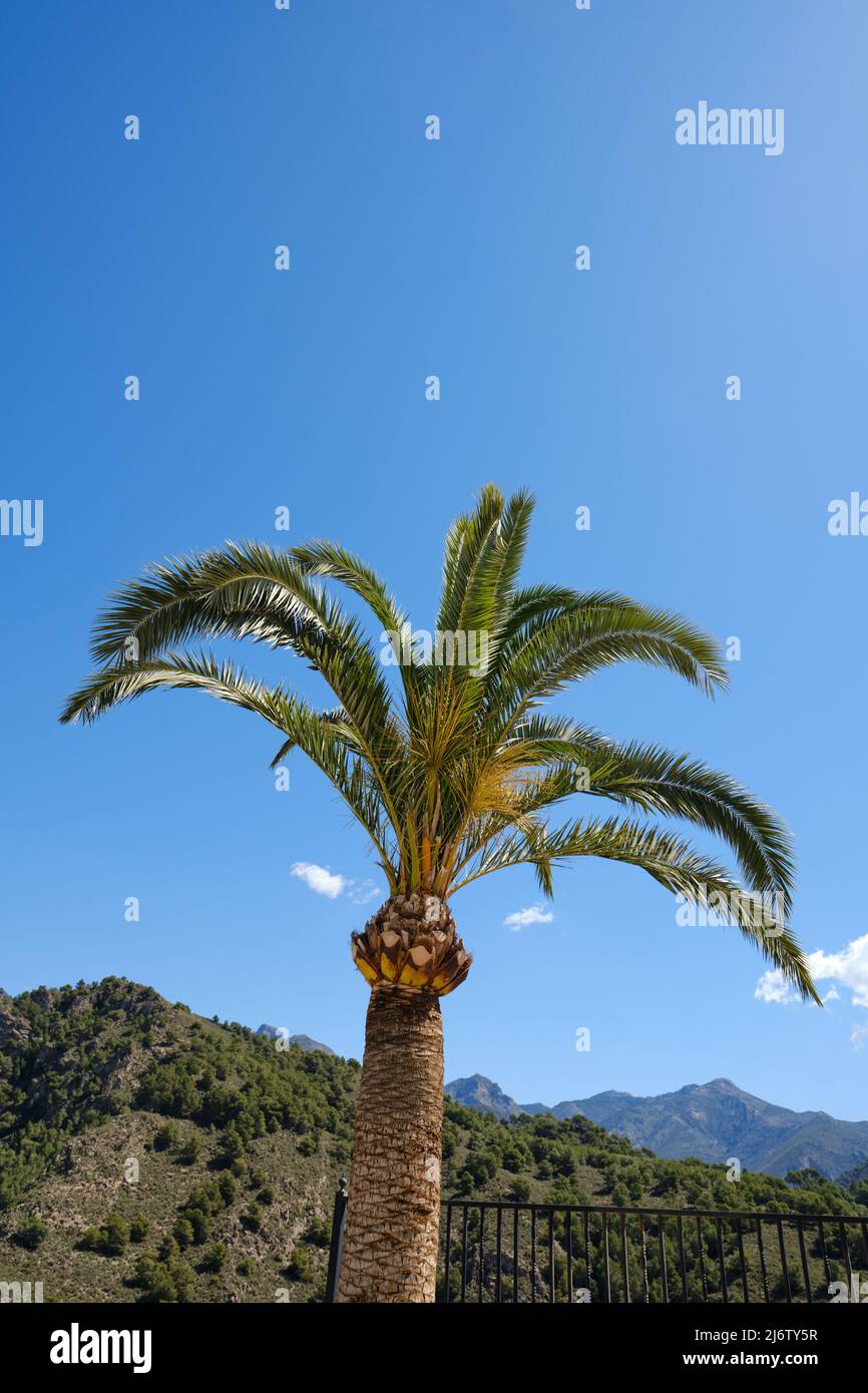 Malaga sun palm tree hi-res stock photography and images - Alamy