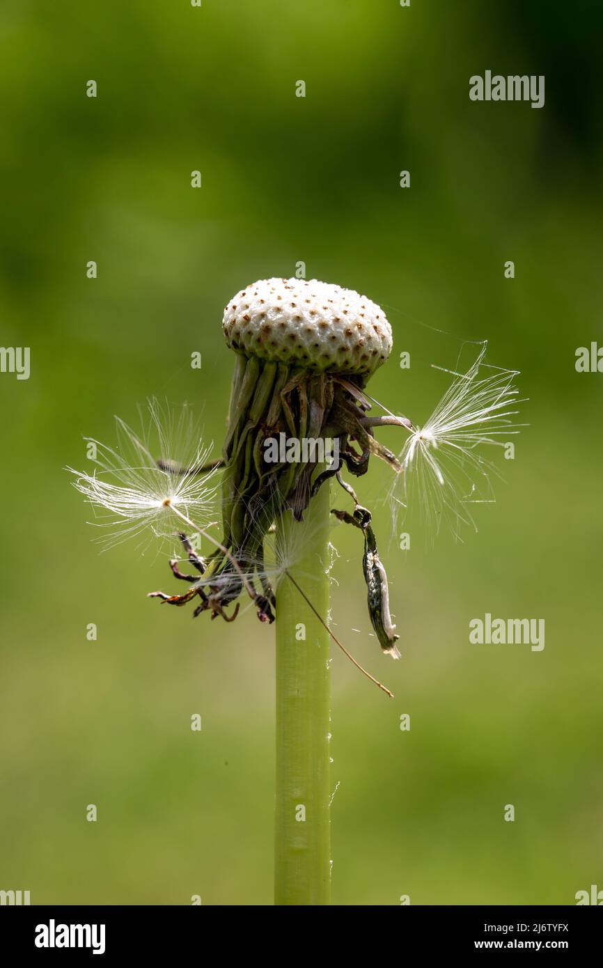 A close up of a dandelion stem Stock Photo - Alamy