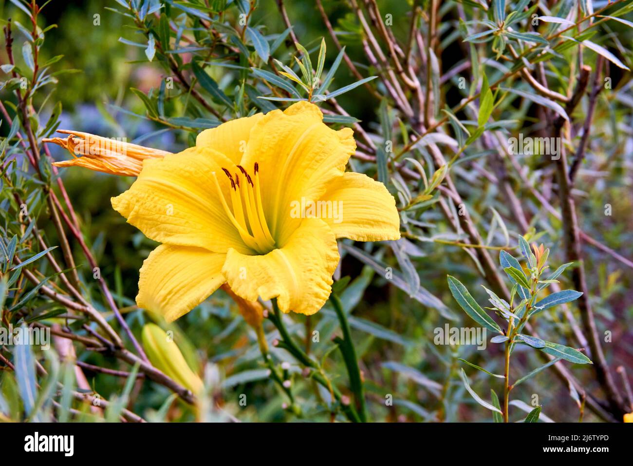 Yellow gladiolus morning gold on the background of green vegetation ...