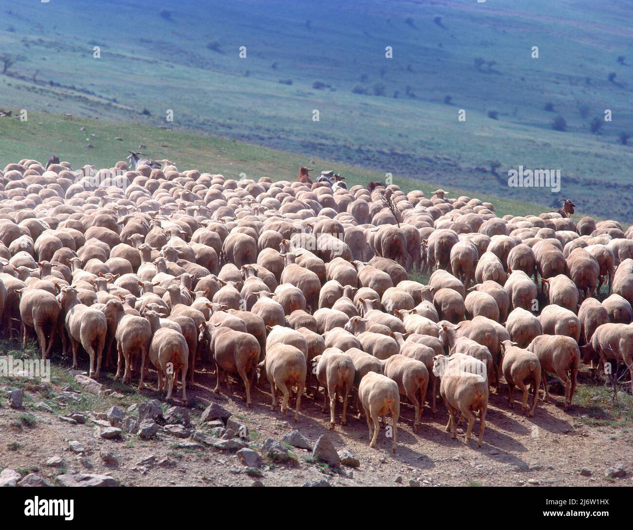 Ovejas y hi-res stock photography and images - Alamy