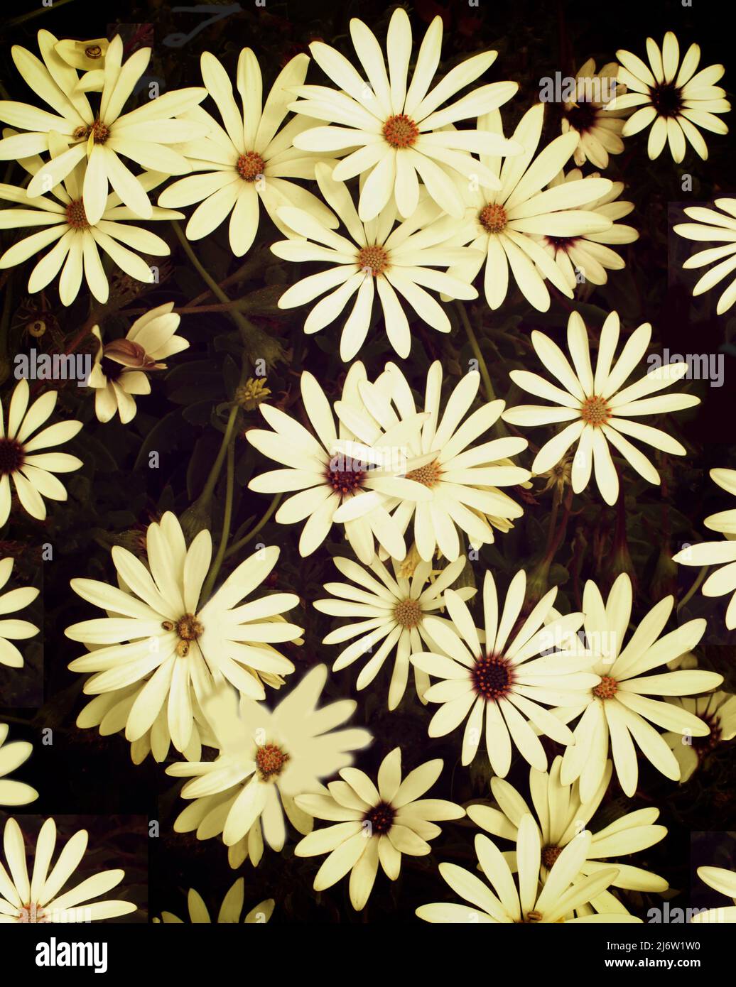 Big Beauty White Garden Daisy Flowers on Blurred Nature background ...