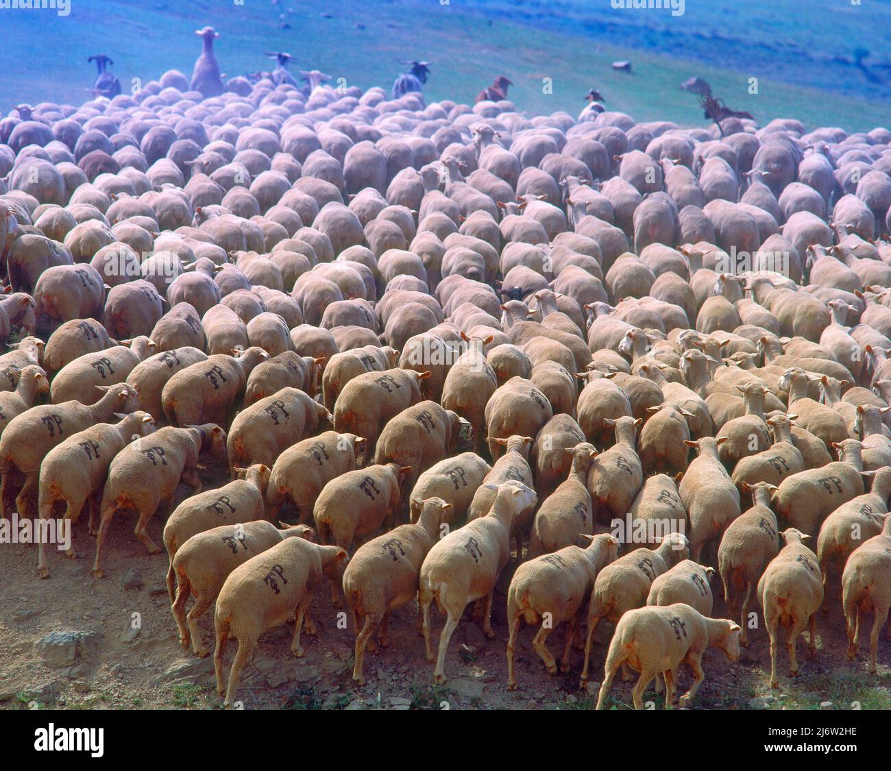 Ovejas y hi-res stock photography and images - Alamy