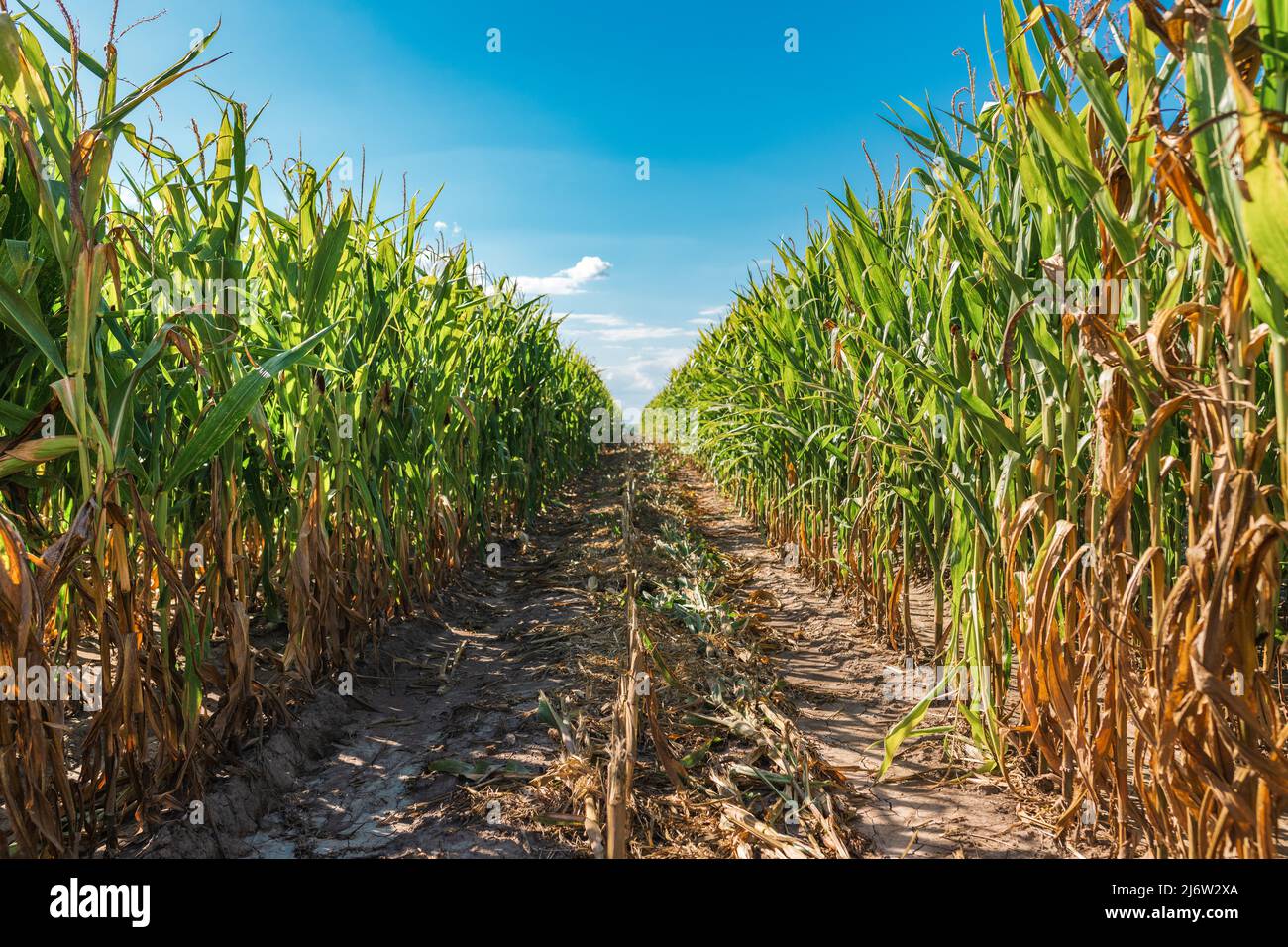 Maize plant drought hi-res stock photography and images - Alamy