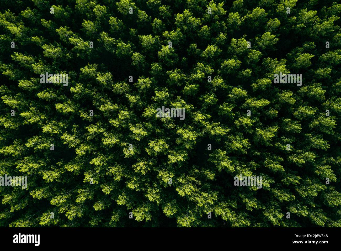 Green forest from above, aerial drone photography of deciduous treetops ...
