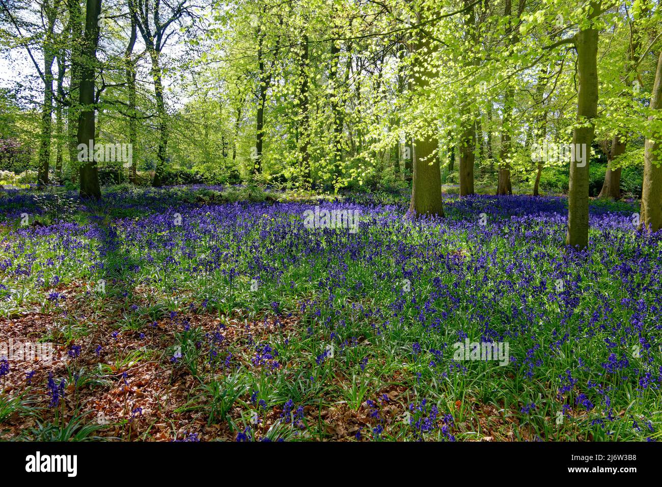 Woodland Bluebells in Spring Stock Photo - Alamy