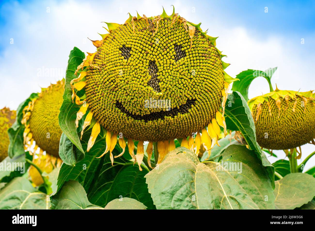 Smiley sunflower hi-res stock photography and images - Alamy