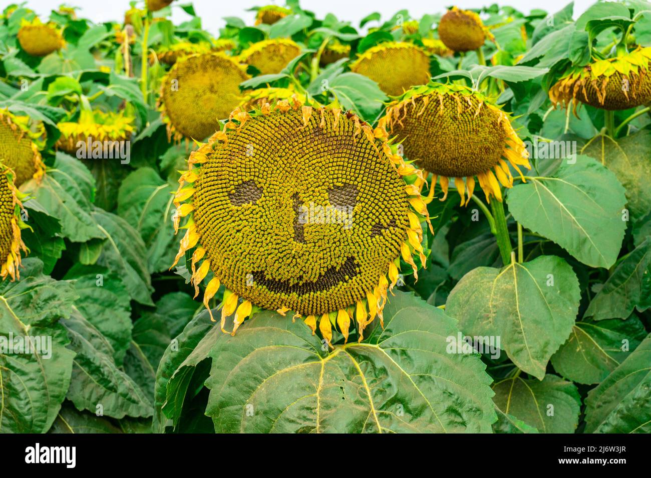 Smiley sunflower hi-res stock photography and images - Alamy