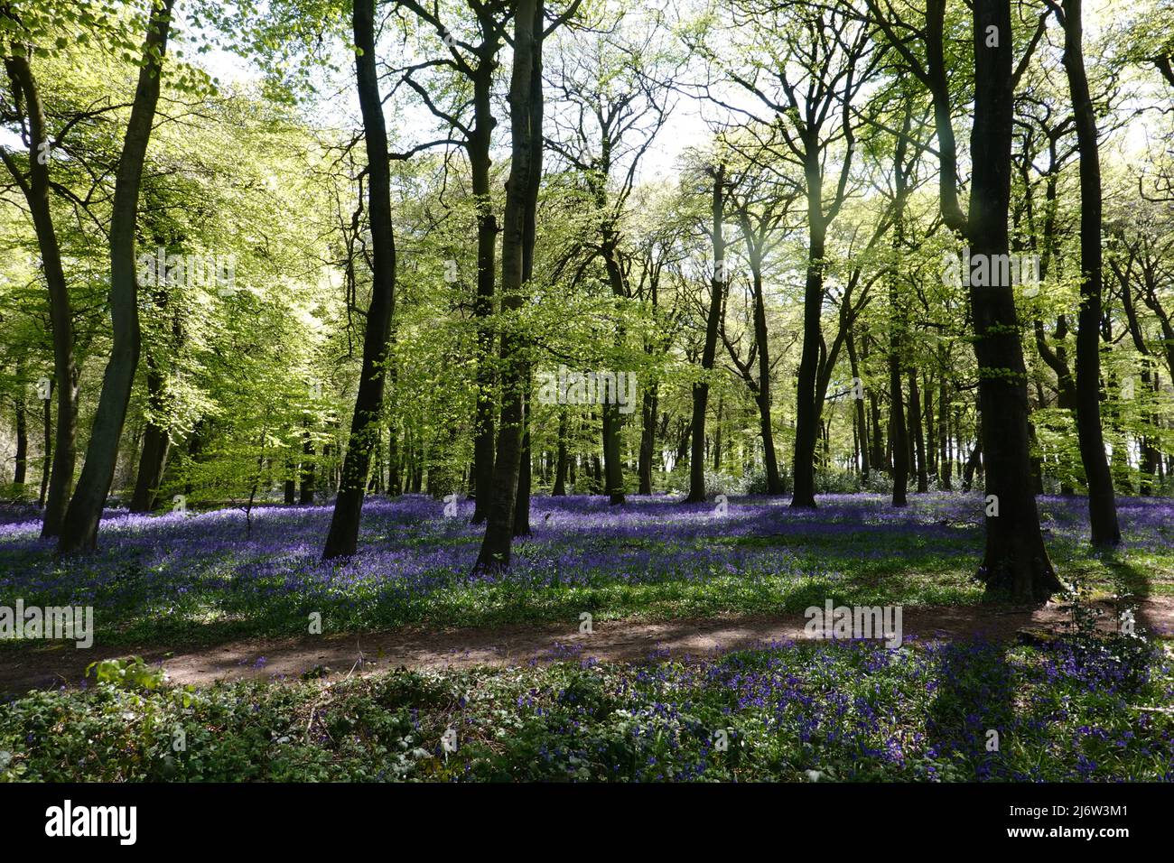 Woodland Bluebells in Spring Stock Photo - Alamy