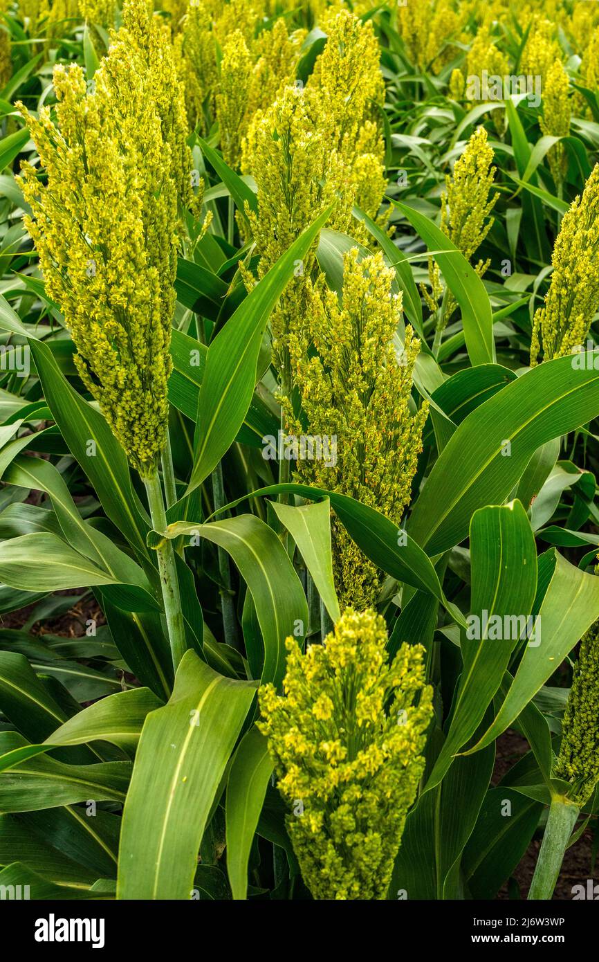 Sorghum flour bread hi-res stock photography and images - Alamy