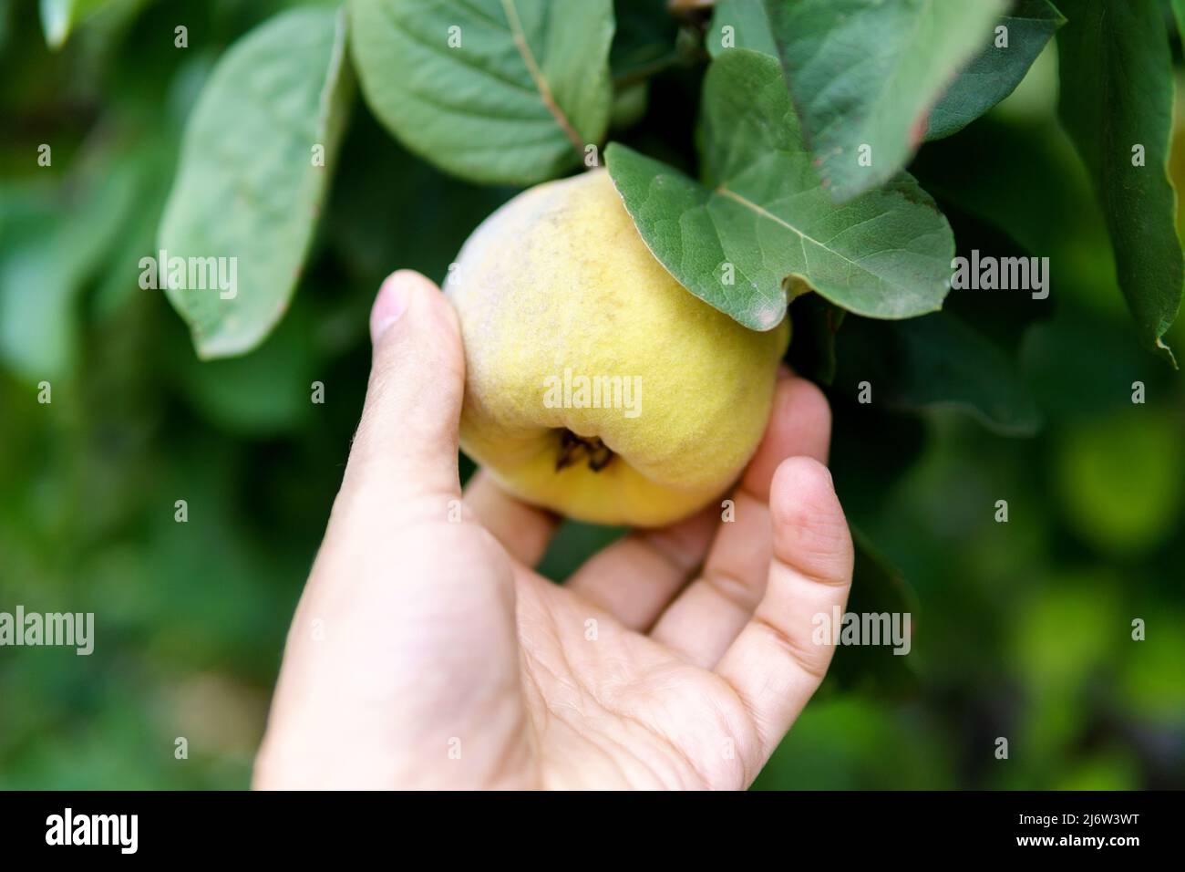 Selective focus growing quince hi-res stock photography and images - Alamy
