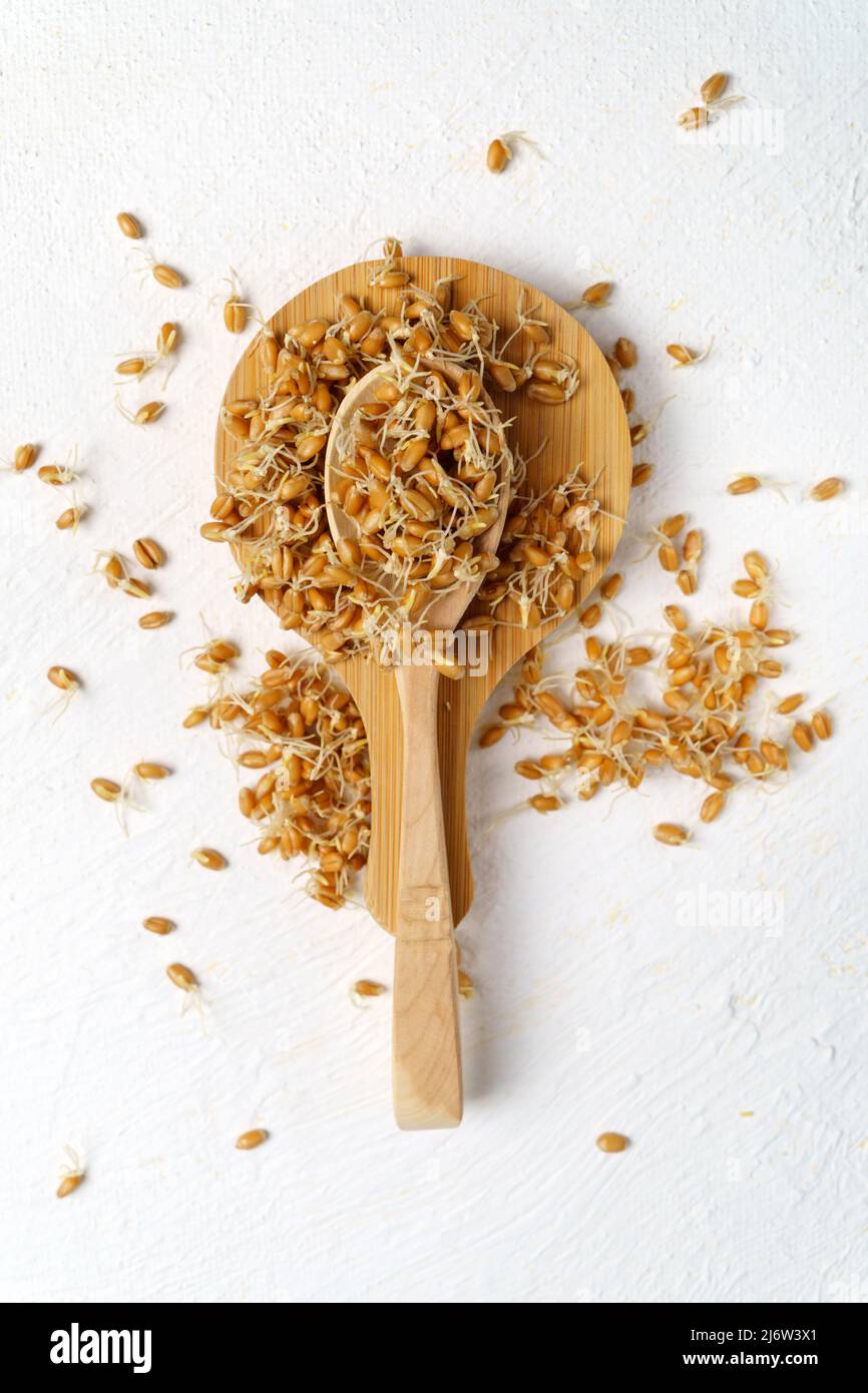 Germinated wheat grains, close up. Healthy food concept. Vertical photo ...