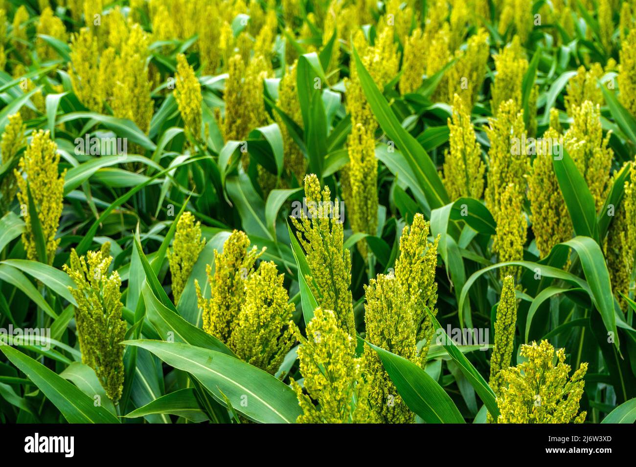 green sorghum grows on the field Stock Photo - Alamy