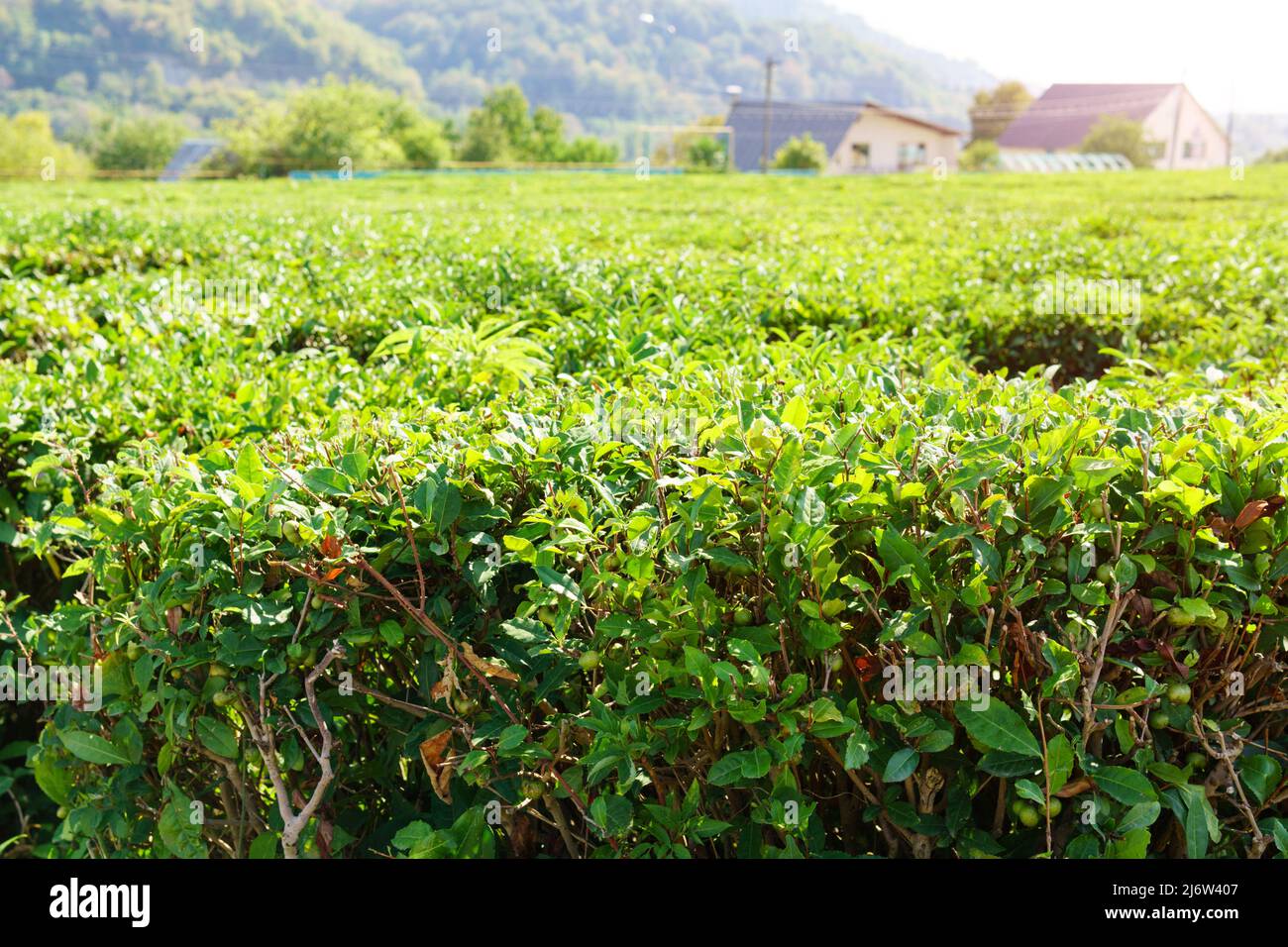 Green tea bad and fresh leaves with sunlight, tea plantation natural ...