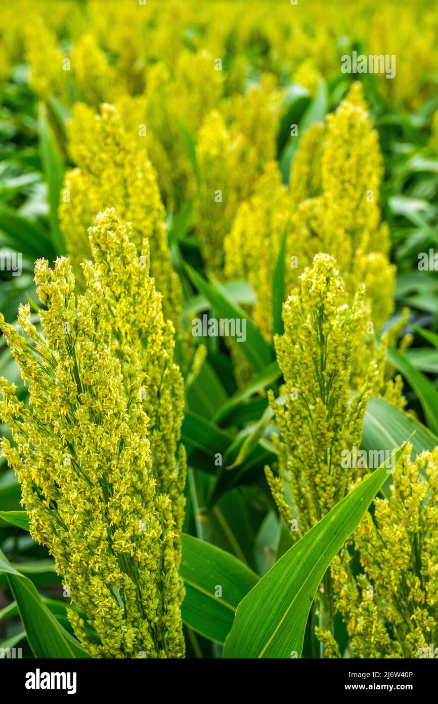 green sorghum grows on the field Stock Photo - Alamy