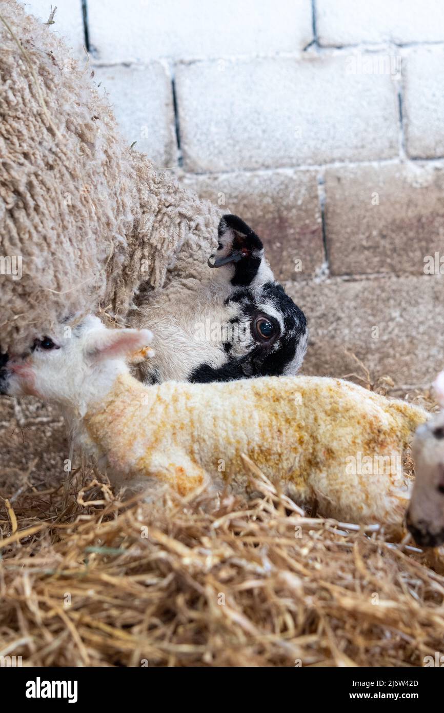 Mule ewe cleaning a newborn lamb, born in a shed on a straw covered ...