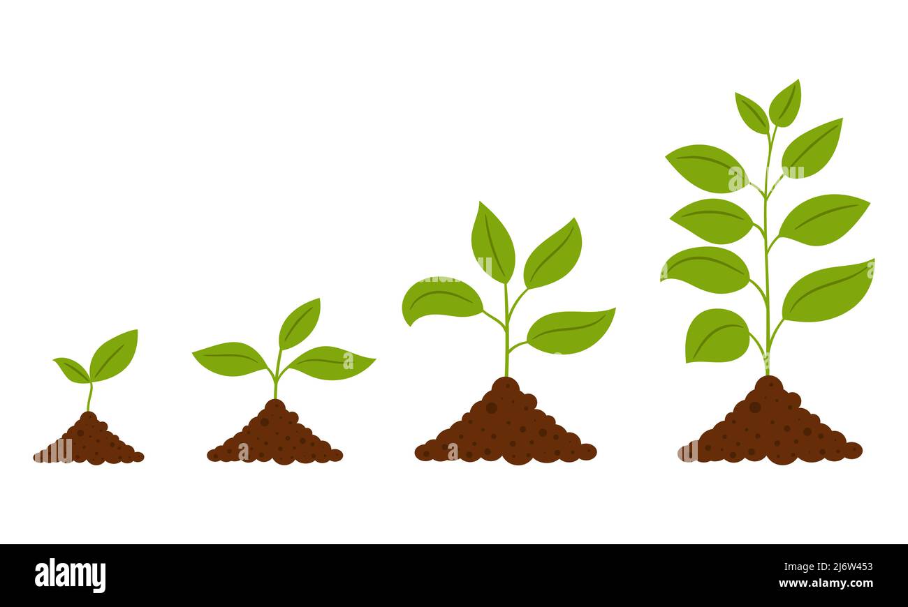 Gradual growth of the plant. The scheme from the sprout to the adult ...
