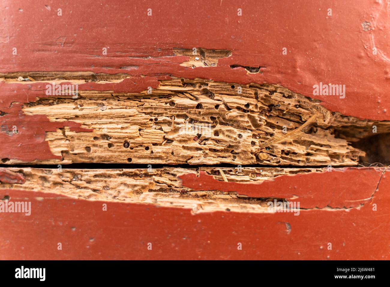 Wooden floor infested with bark beetle pests close-up Stock Photo - Alamy