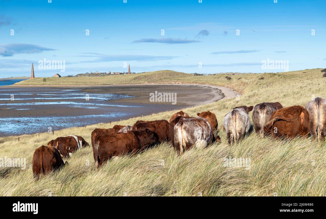 Coastal cattle hi-res stock photography and images - Alamy