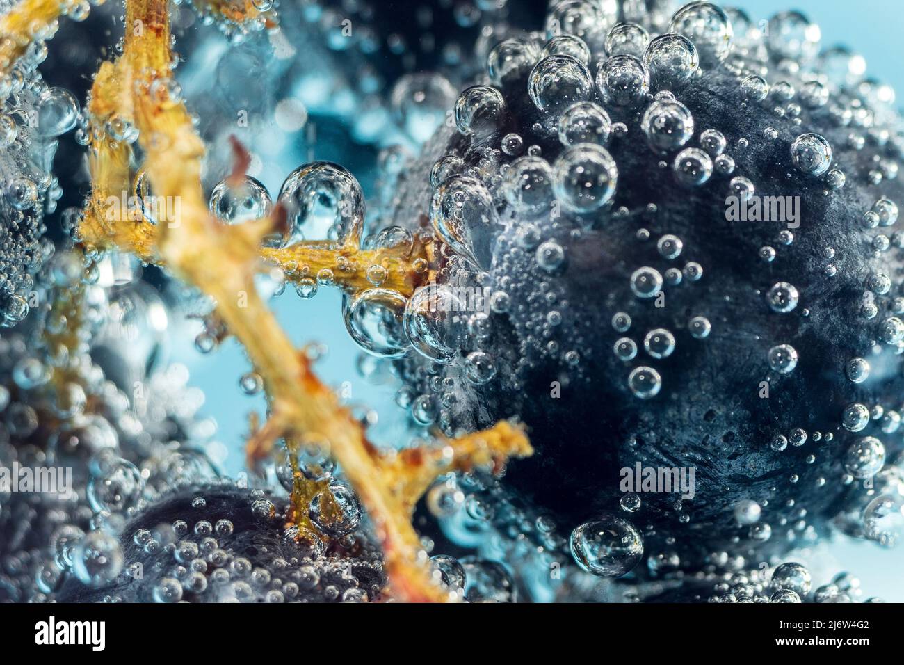 Black grapes in water with air bubbles close up macro. Juicy summer ...