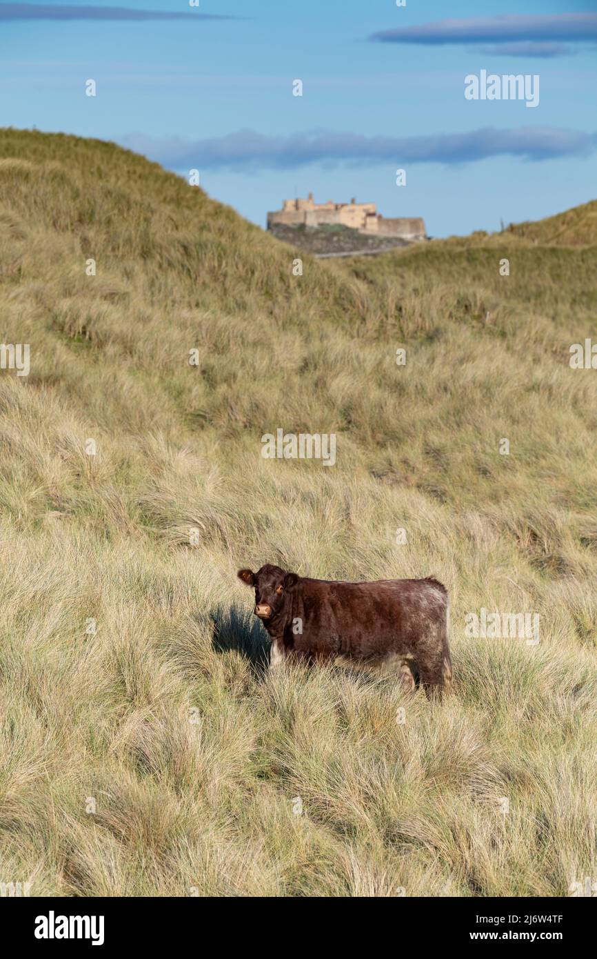 Out wintering cattle hi-res stock photography and images - Alamy