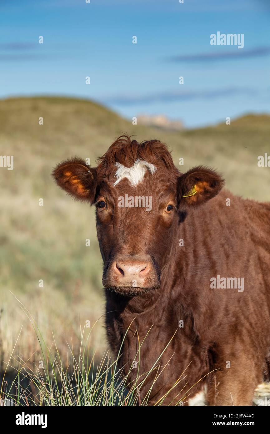 Luing cattle out wintering and grazing on sand dunes on the ...
