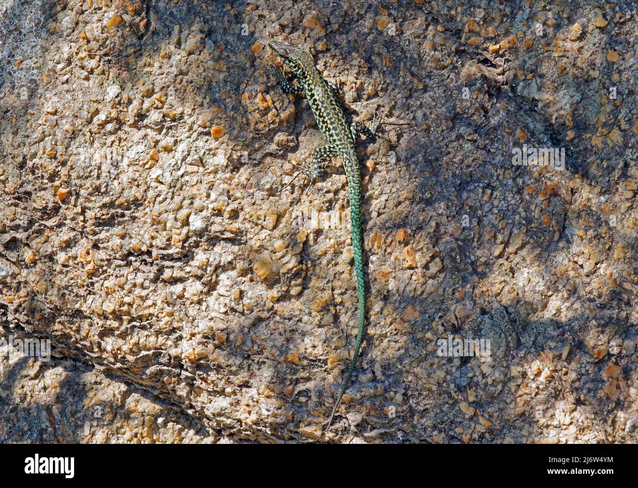 Lizard in Sardinia countryside Stock Photo - Alamy
