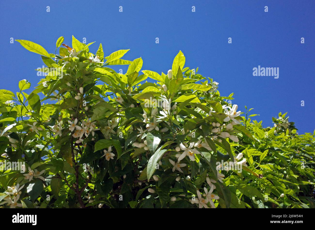 Orange flowers in Sardinian garden, Italy Stock Photo - Alamy