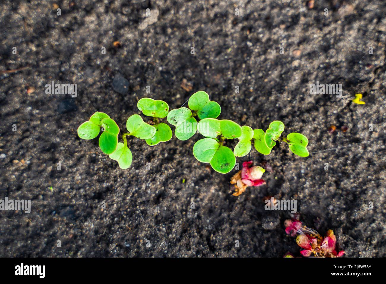 Sprouted green radish sprouts close up, top view Stock Photo - Alamy