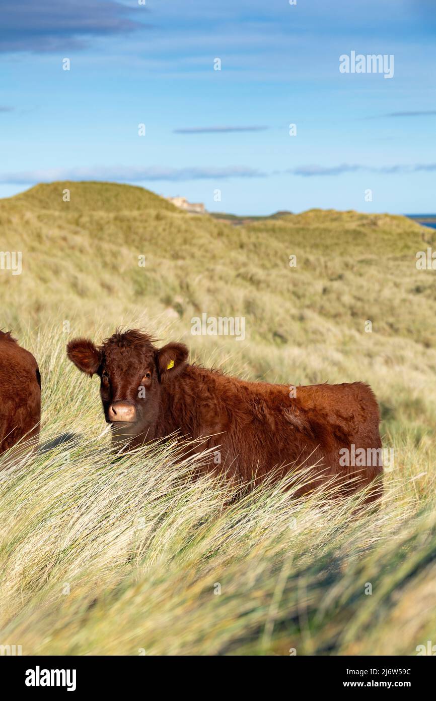 Luing cattle out wintering and grazing on sand dunes on the ...