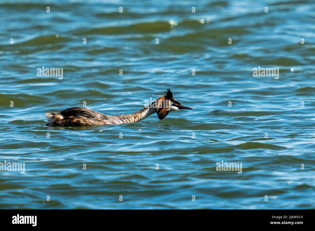 Crested grebe swims through the water like an arrow Stock Photo - Alamy