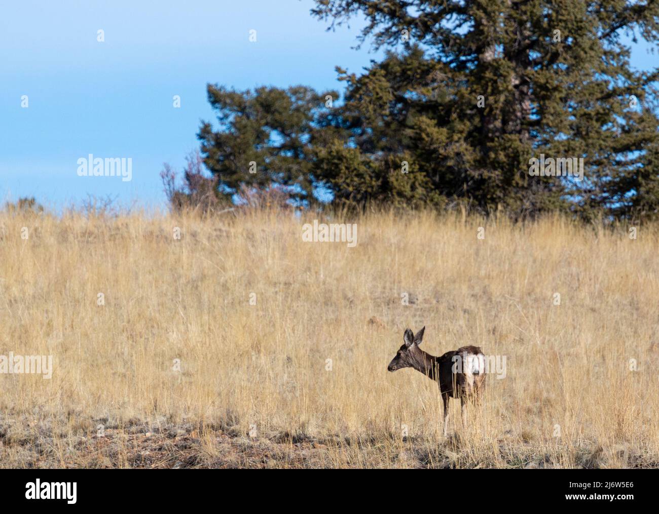 Beautiful wilderness animals hi-res stock photography and images - Alamy