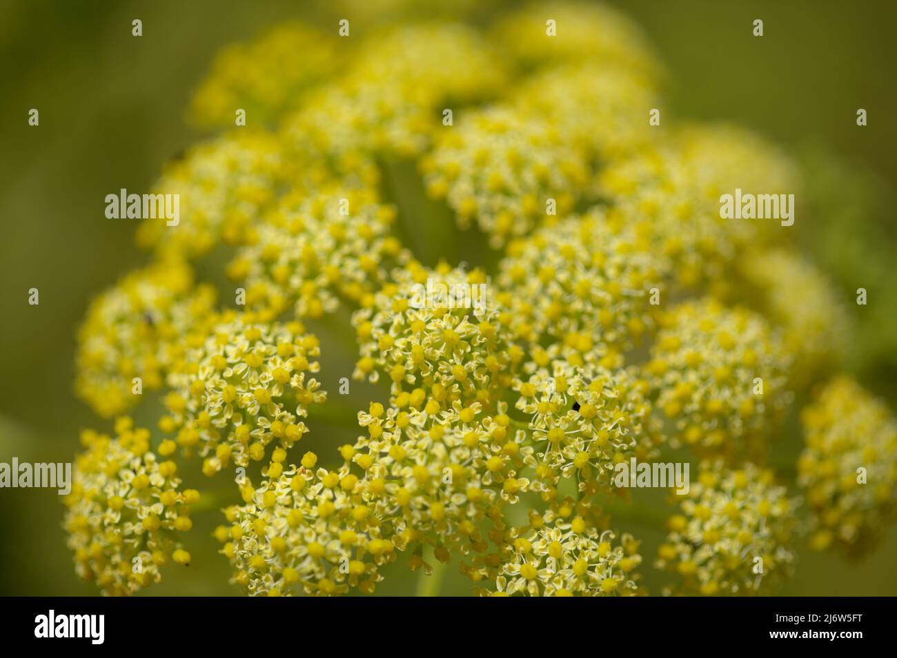Flora of Gran Canaria - Todaroa montana, plant endemic to the Canary ...